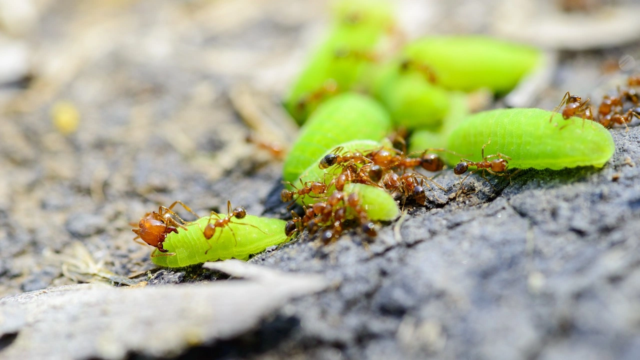 The 7 Most Common Types of Ants in California | Picture Identification